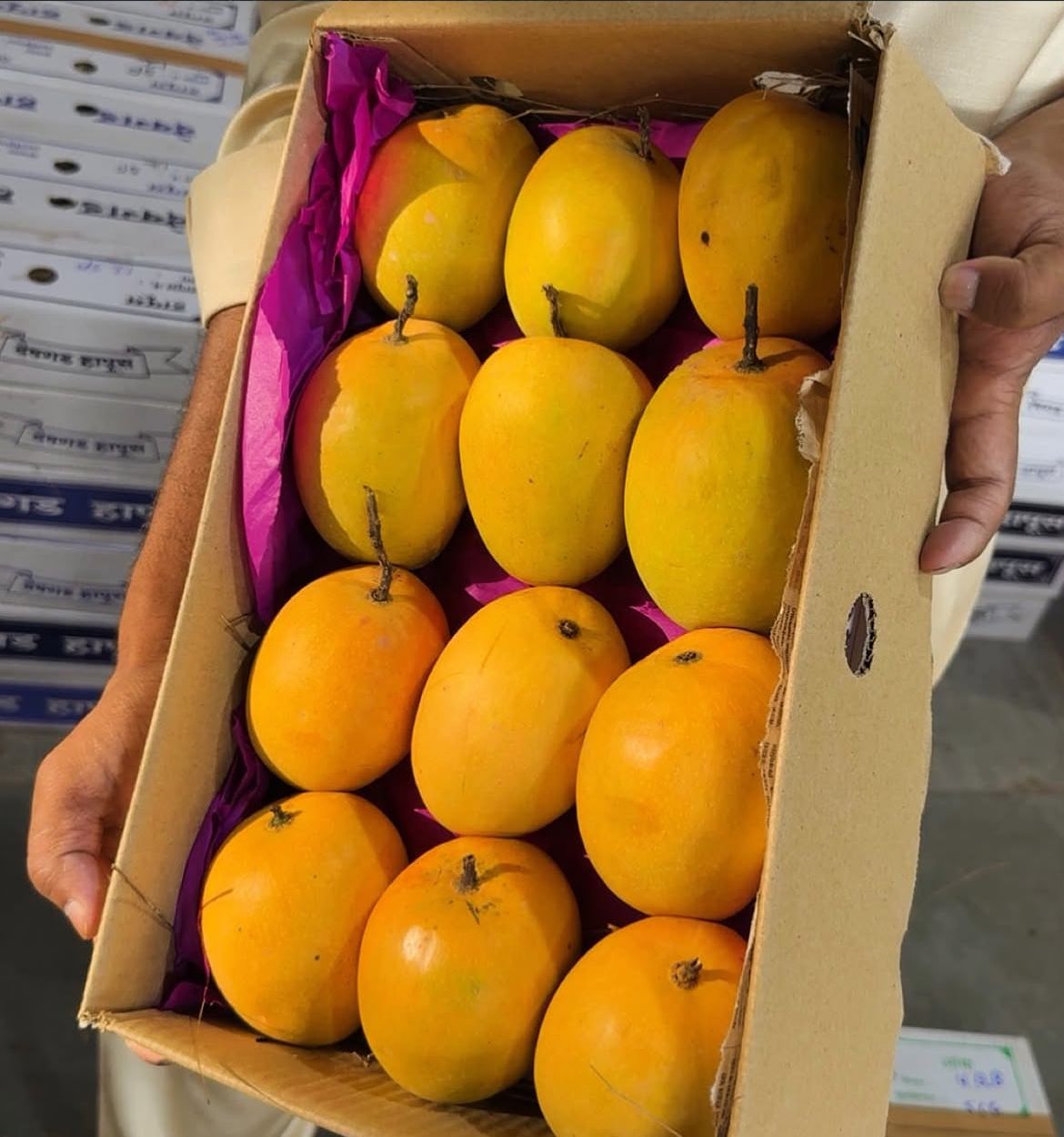 Golden Alphonso Farm | Authentic Ratnagiri Hapus Mangoes