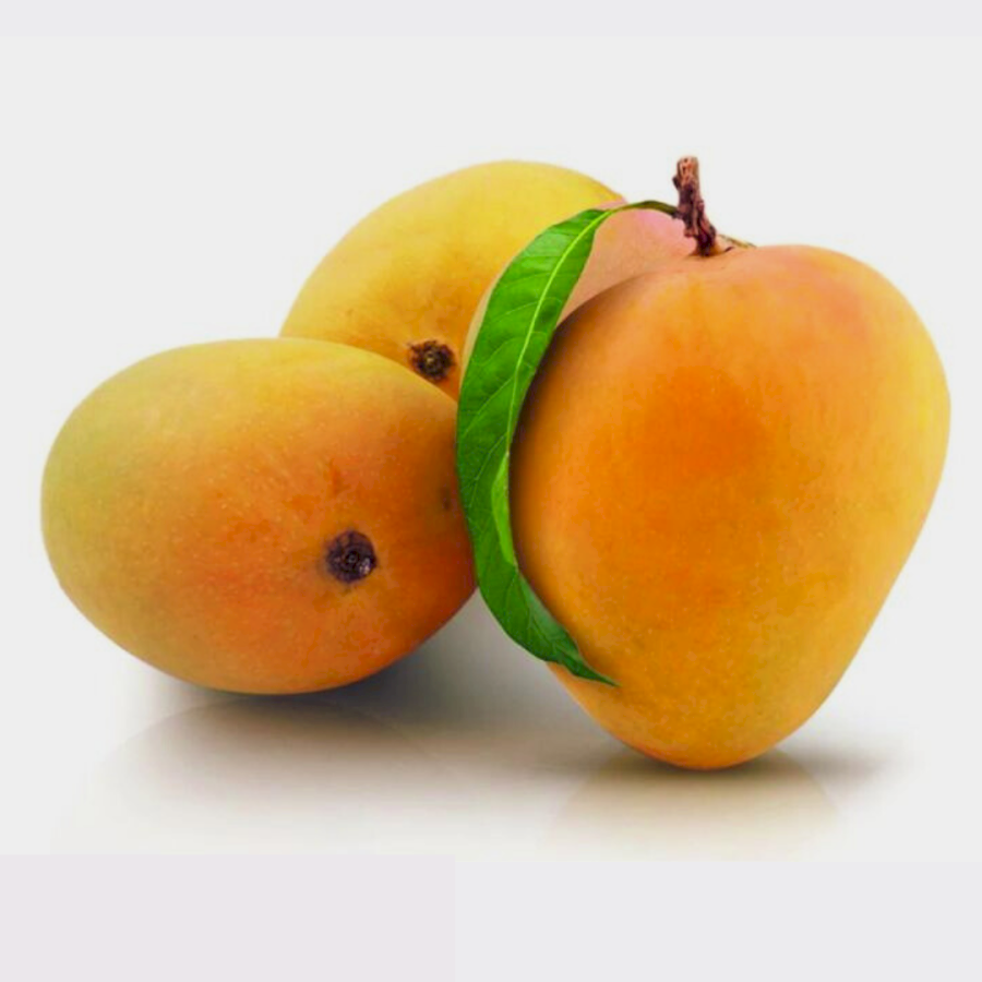 Golden Alphonso Farm | Authentic Ratnagiri Hapus Mangoes